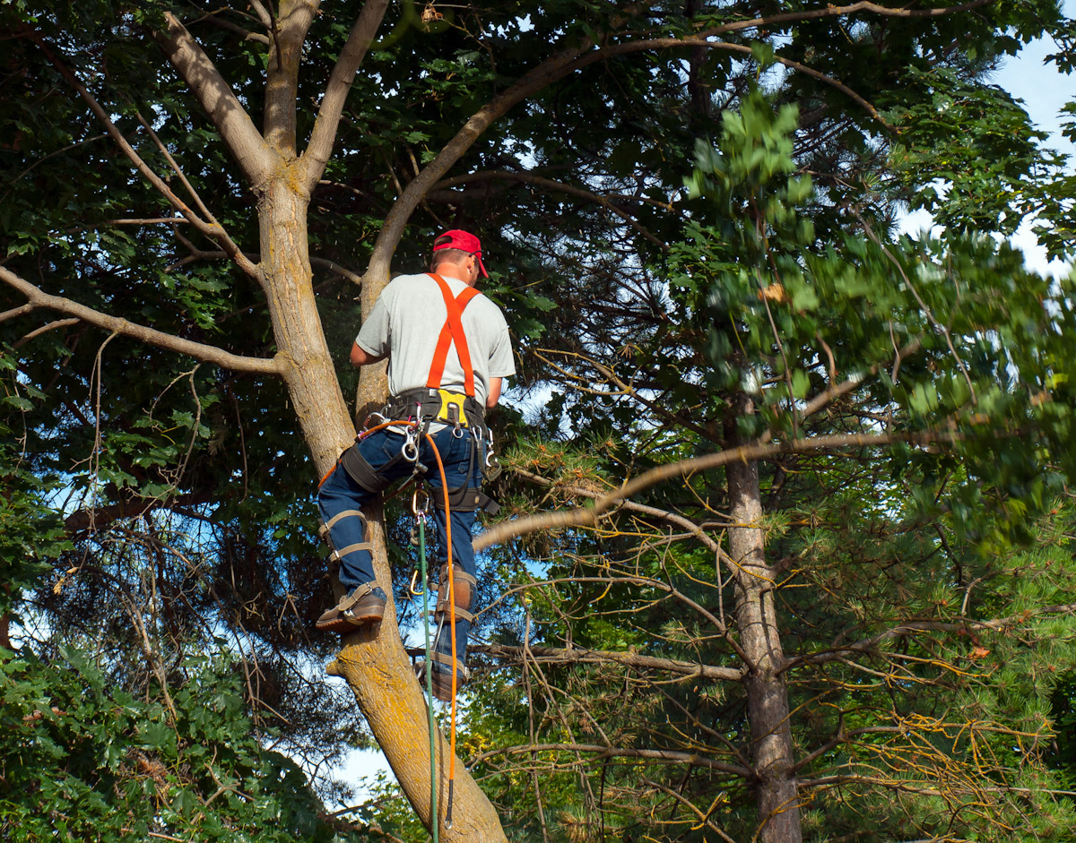 Why Should You Call A Professional For Tree Maintenance? - Ep Trees