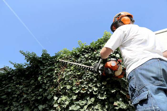 Why Is Wisteria Removal So Important For Your Home - Edward Payne & Co