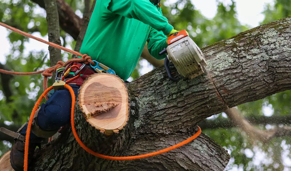 Tree Pruning - Edward Payne & Co